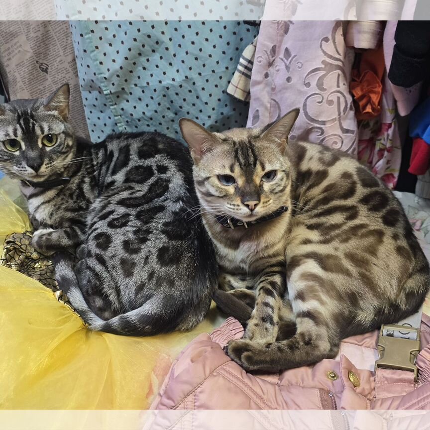 Бенгальская, взрослая кошка