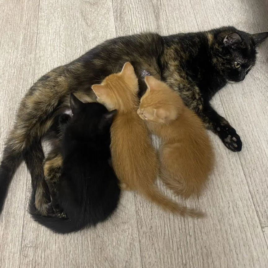 Котёнок в добрые руки