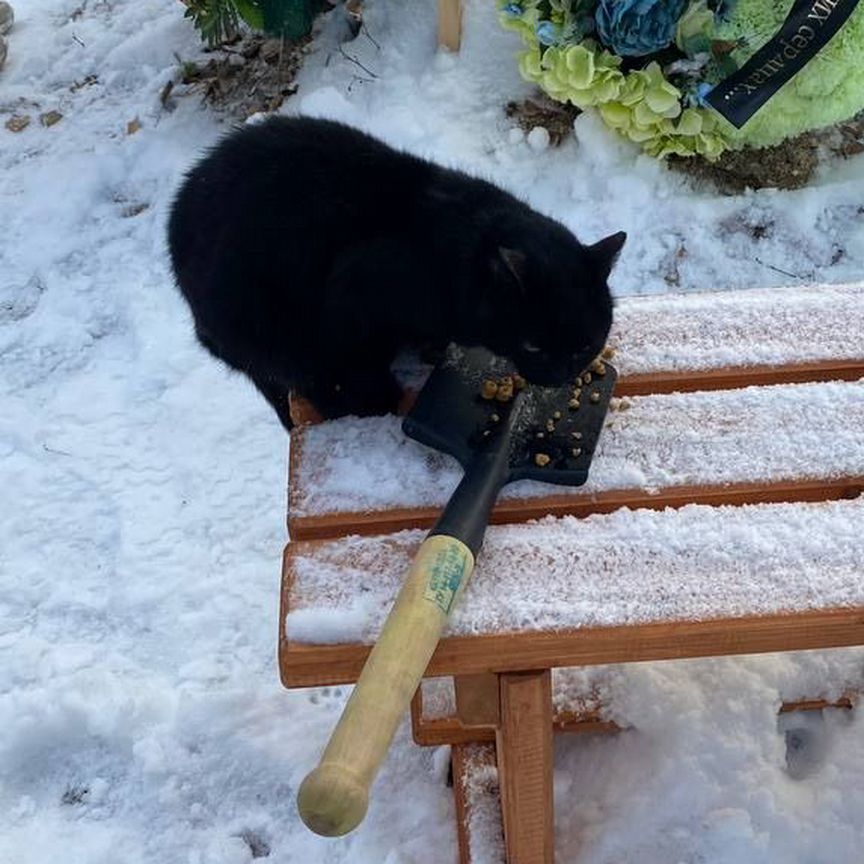 Кошка брошенная в лесу ищет дом