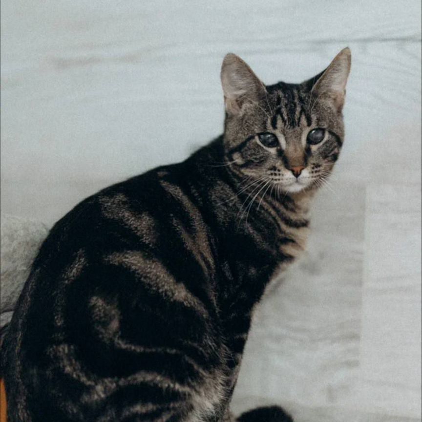 Бенгальская