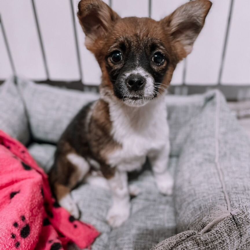 Щенок мальчик в добрые руки бесплатно