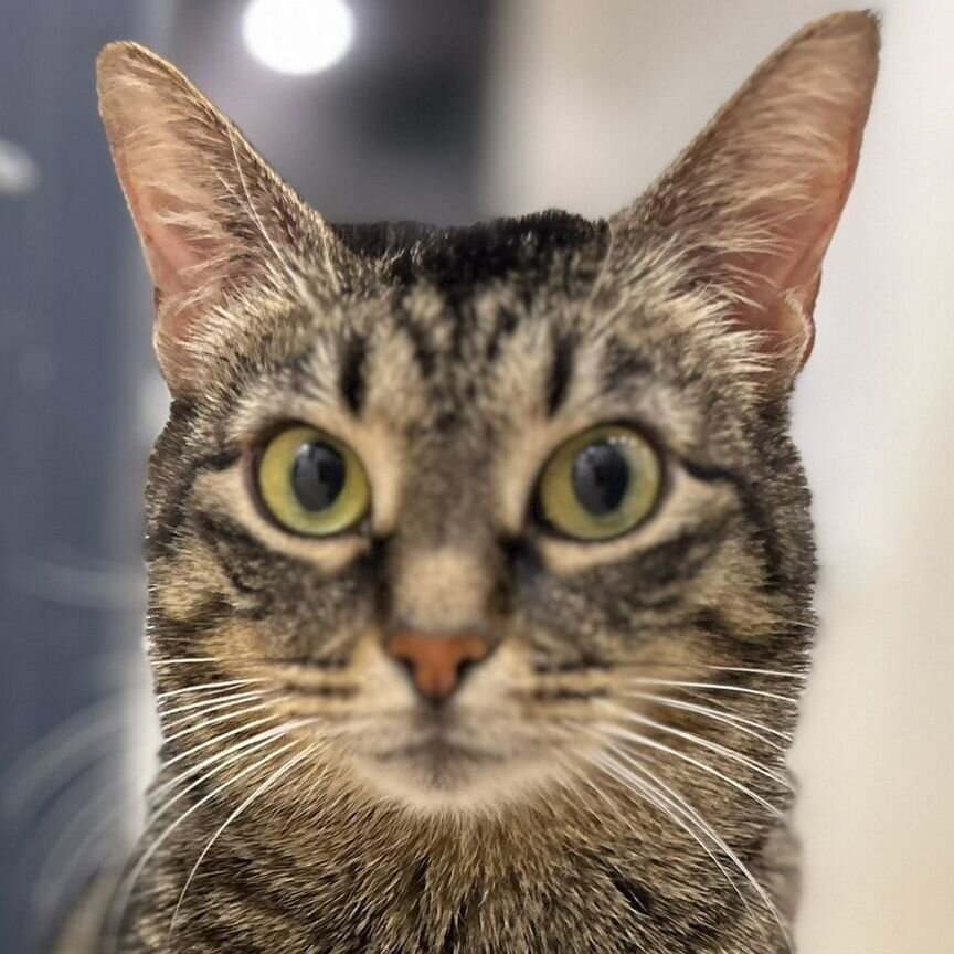 Европейская короткошёрстная, взрослая кошка