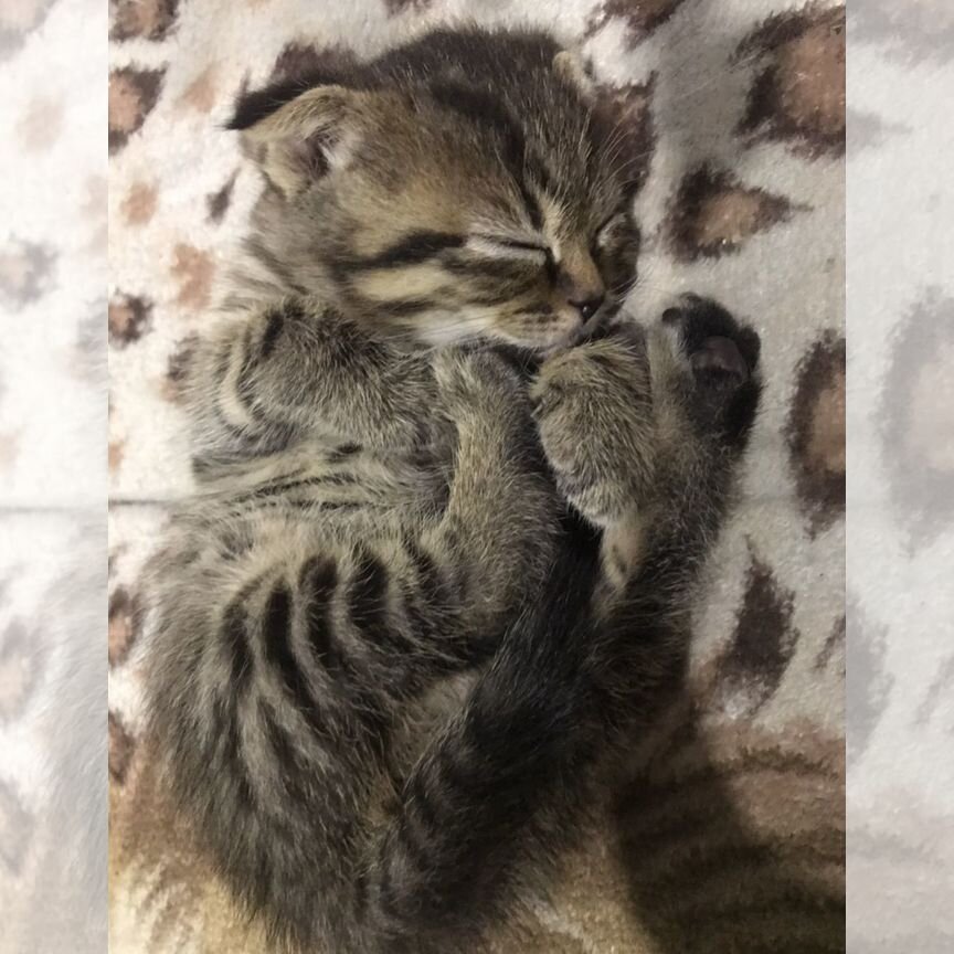 Котики