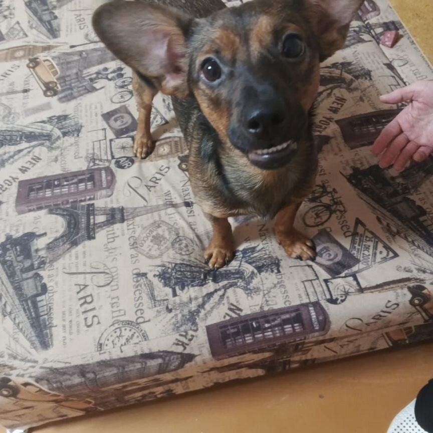 Отдам в добрые руки