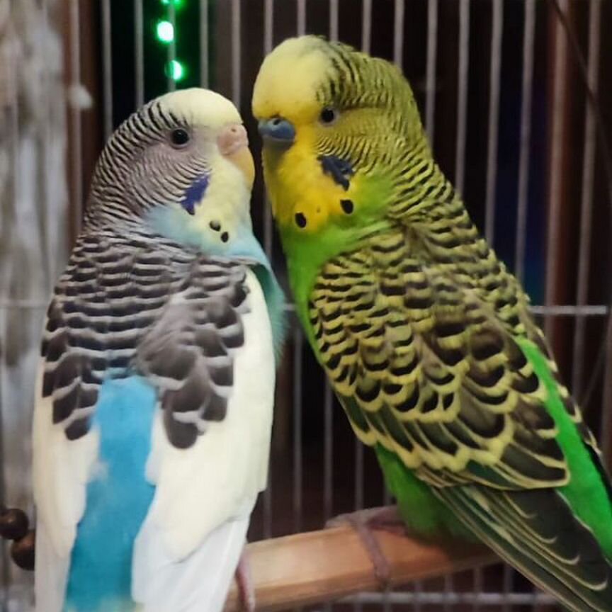 Волнистые попугаи