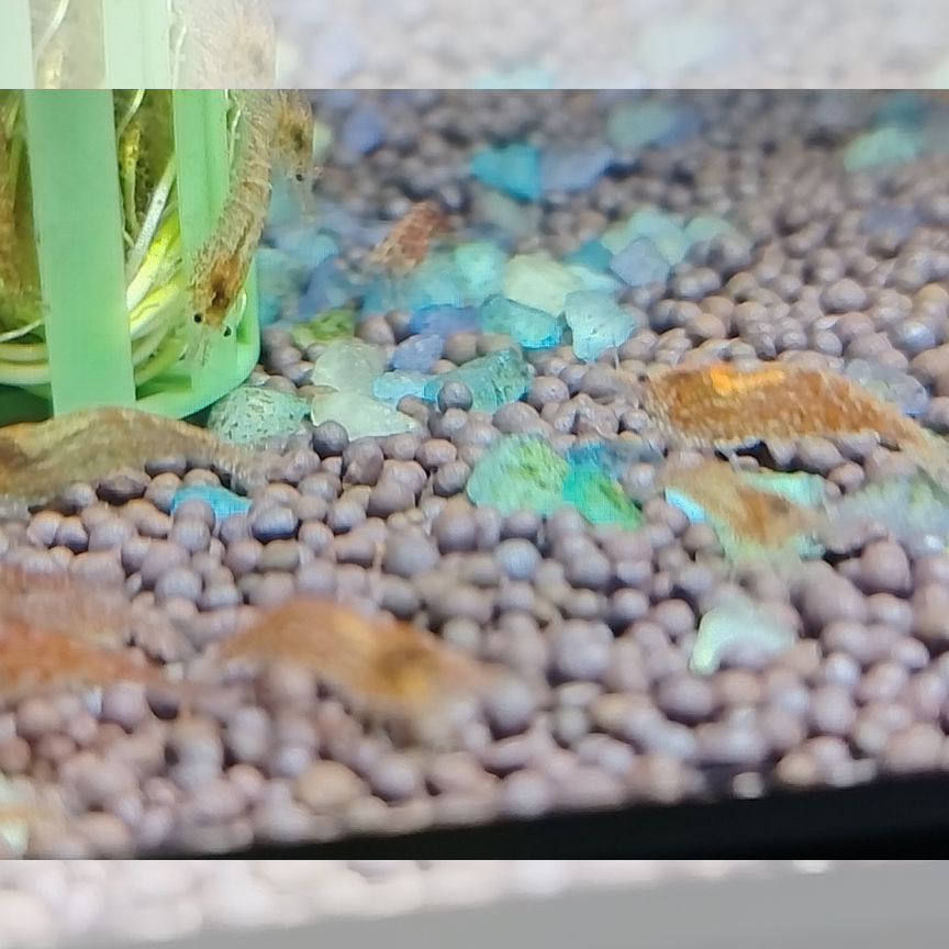 Аквариумные креветки