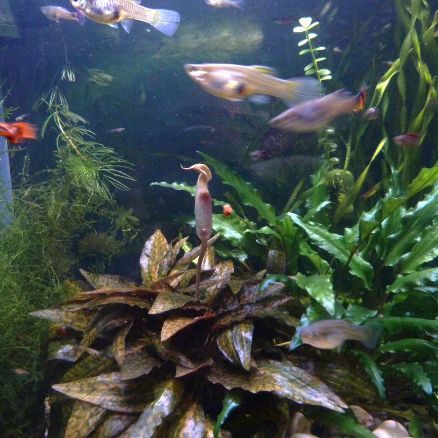 Аквариумные растения Криптокорины