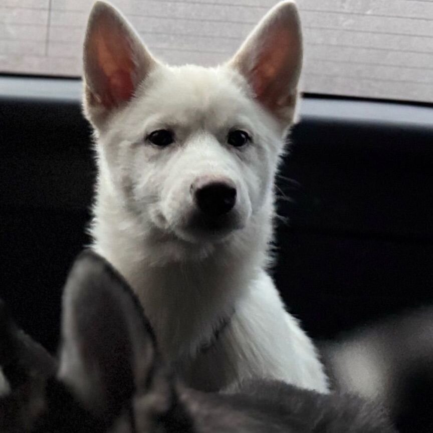 Помски, щенок