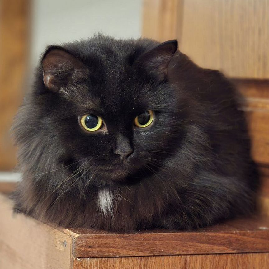 Взрослая, кошка в добрые руки