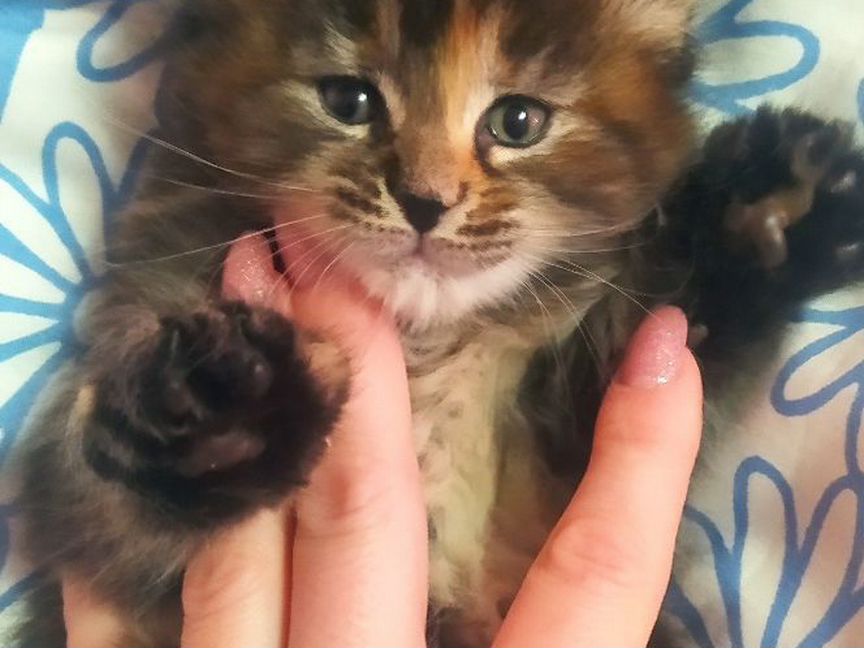Котята мейн-кун