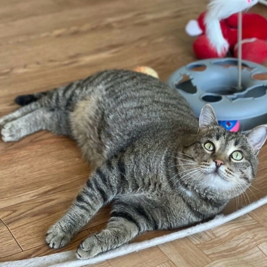 Барсик ищет дом)