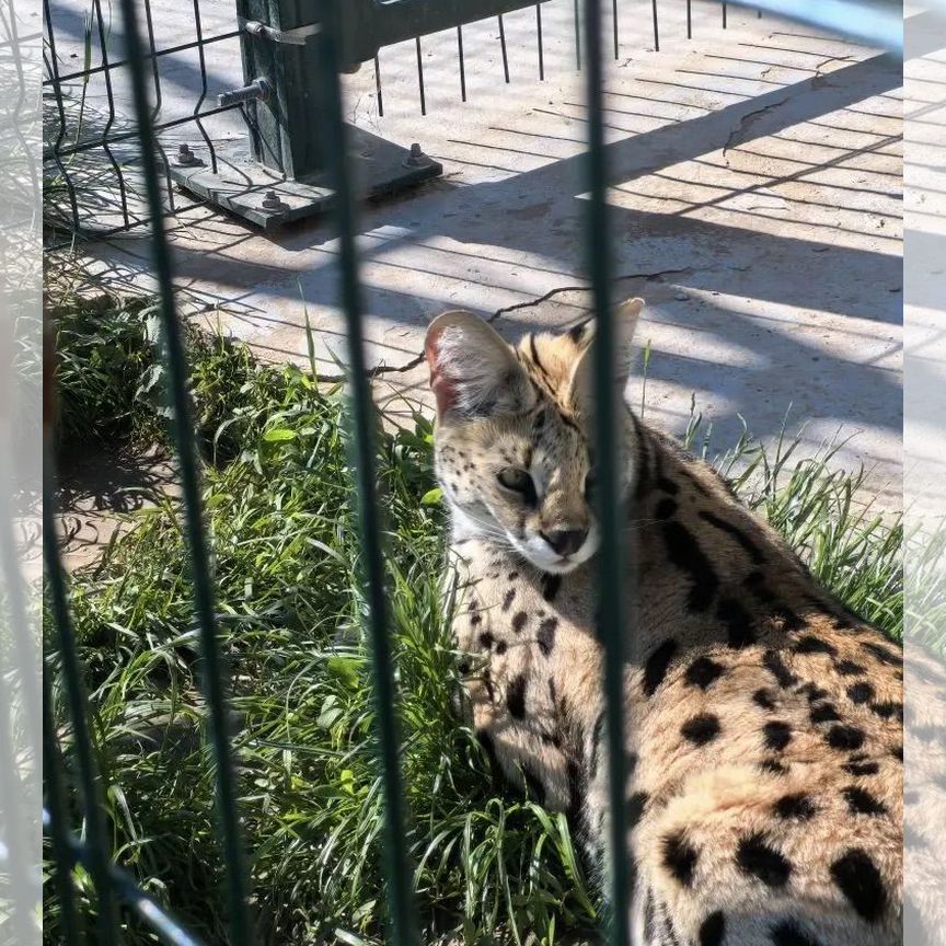 Саванна, взрослая кошка