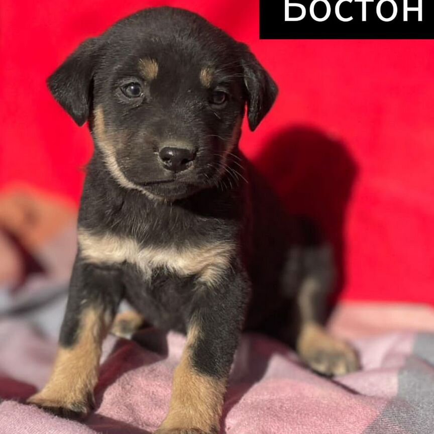 Красавчик Бостон в дар
