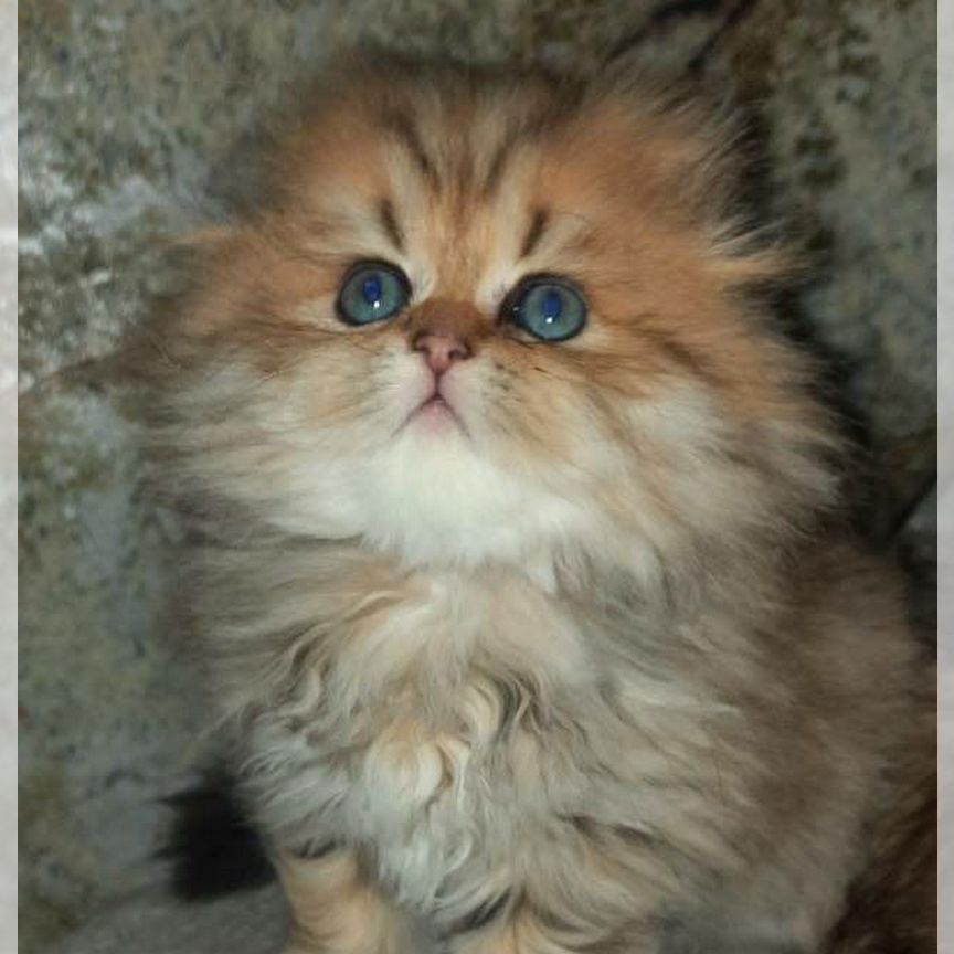 Британские котята золотая шиншилла