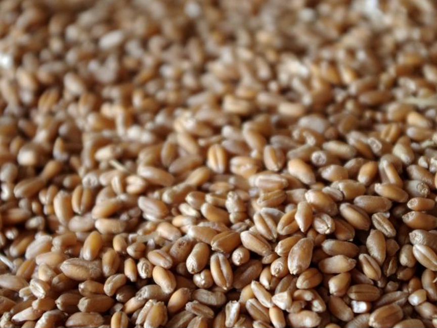 Пшеница 3 класс