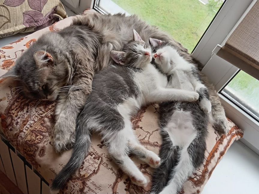 Отдадим котят в хорошие руки