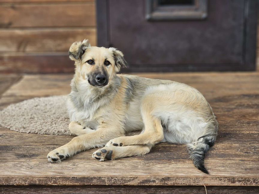 Щенок Степан 8мес Привит Не большой,Привезем