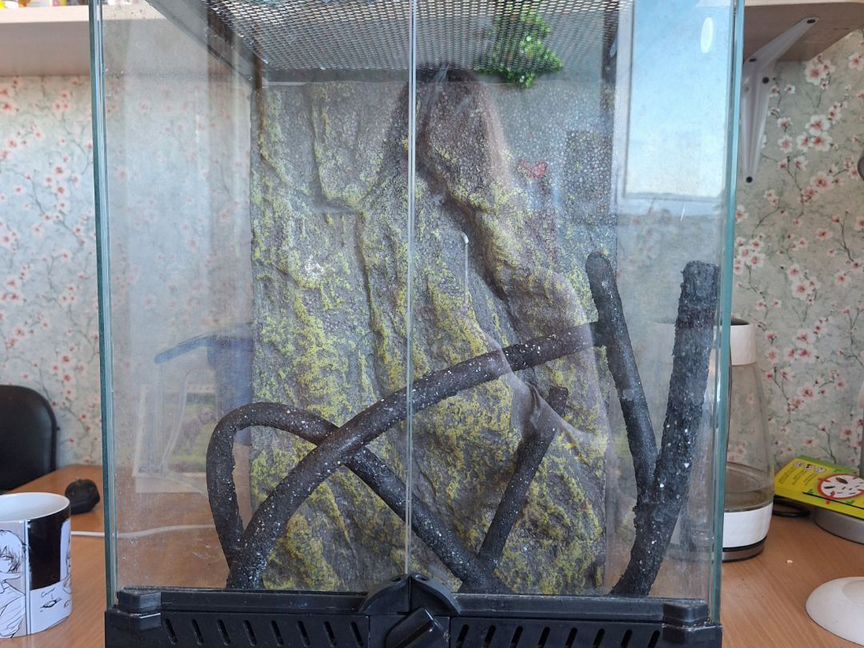 Террариум для рептилий