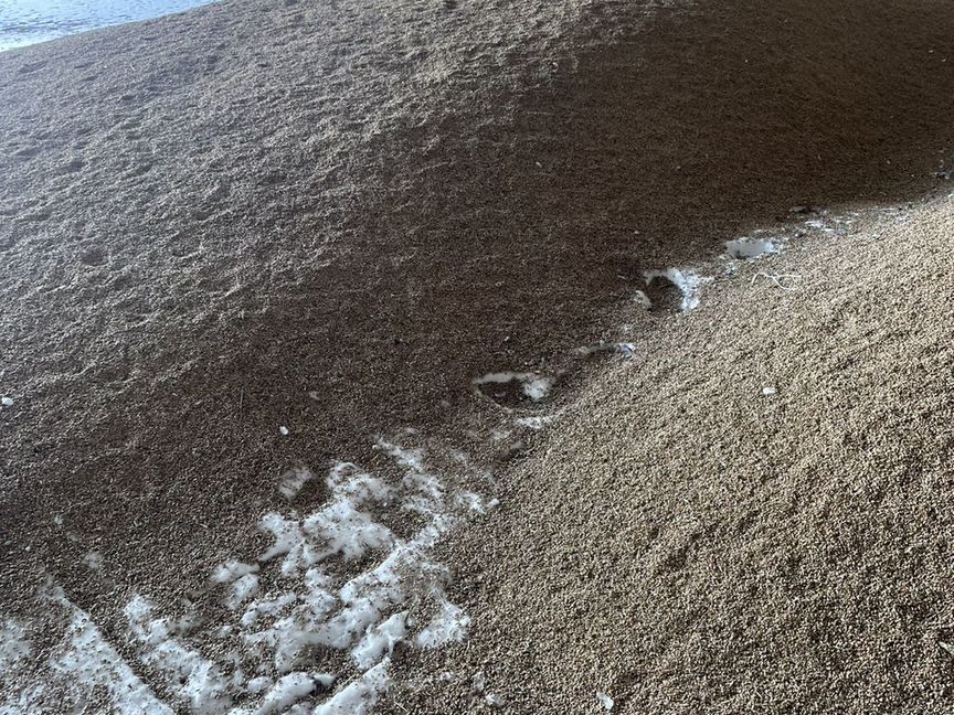 Зерно пшеница ячмень