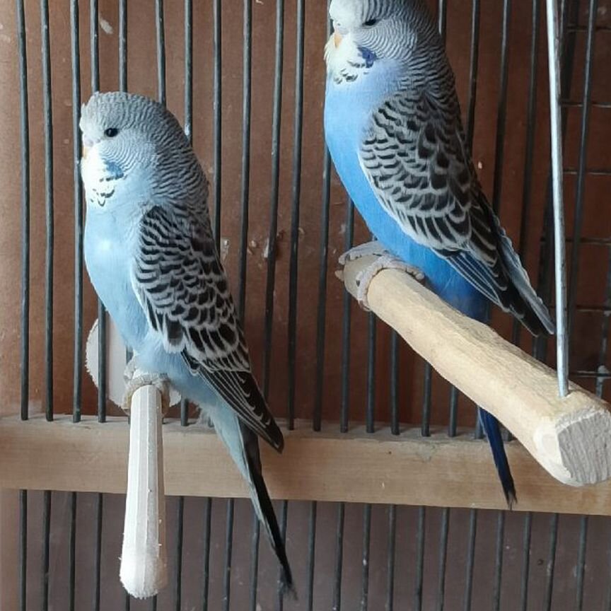 Волнистые попугаи ввп чехи