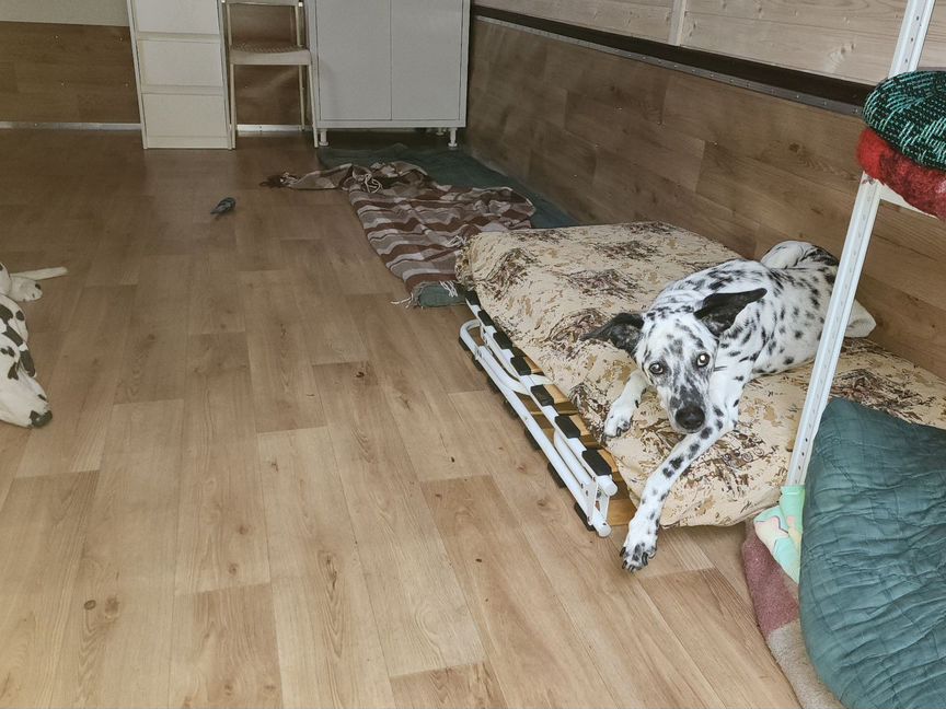 Далматин в добрые руки