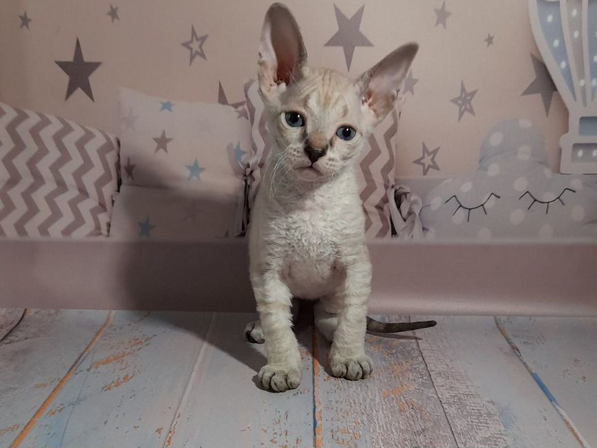 Донской сфинкс котята. Бронь