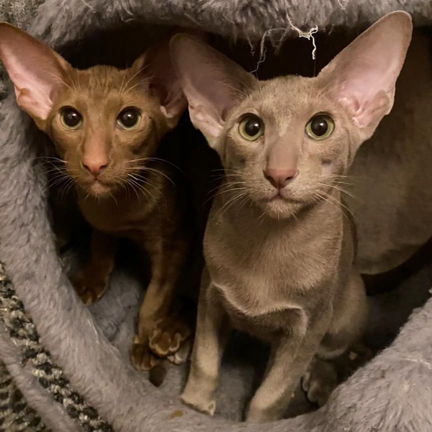 Ориентальный котёнок