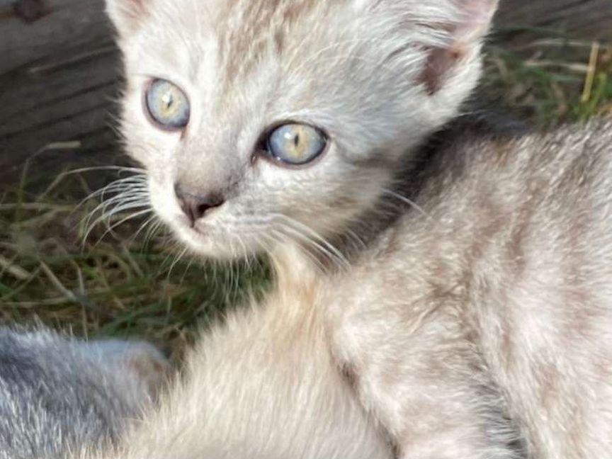 Котенок нереальной красоты