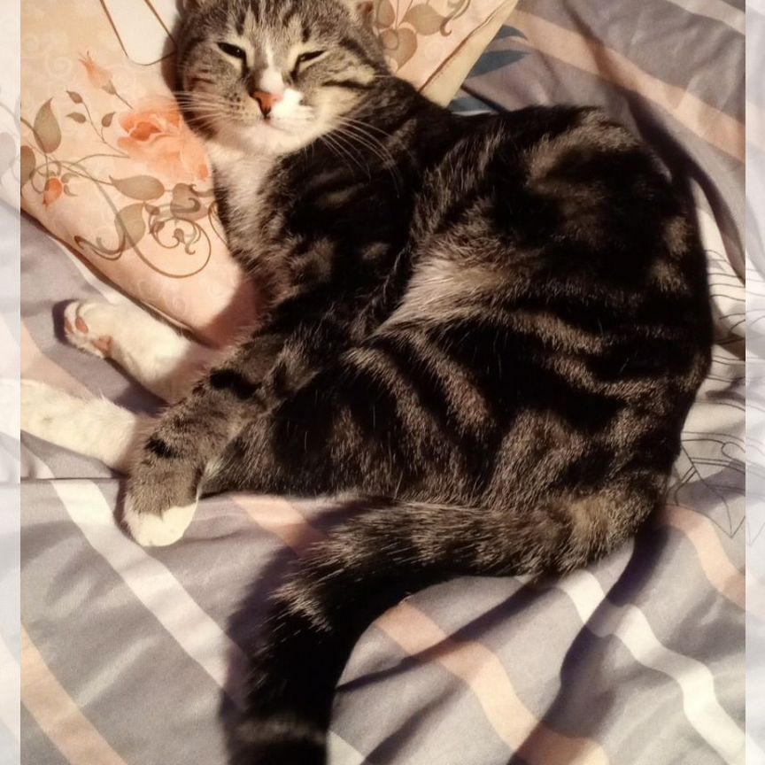 Отдам кота в добрые руки