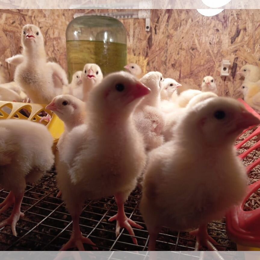 Цыплята бройлеры росс 308