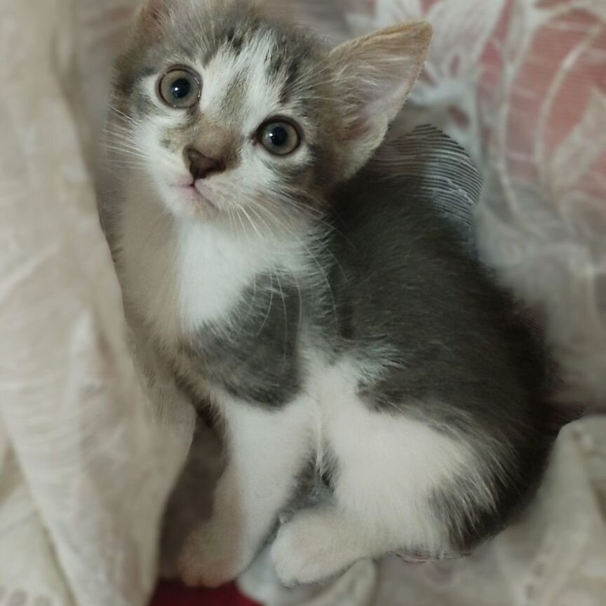 Красивый нежный котенок 2,5 мес котик чистый