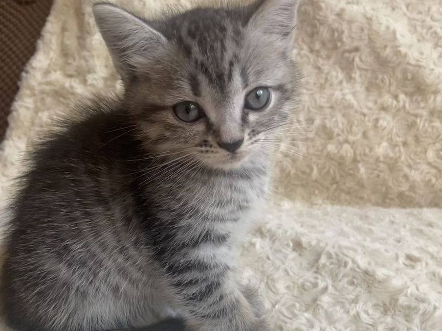 Продам котенка