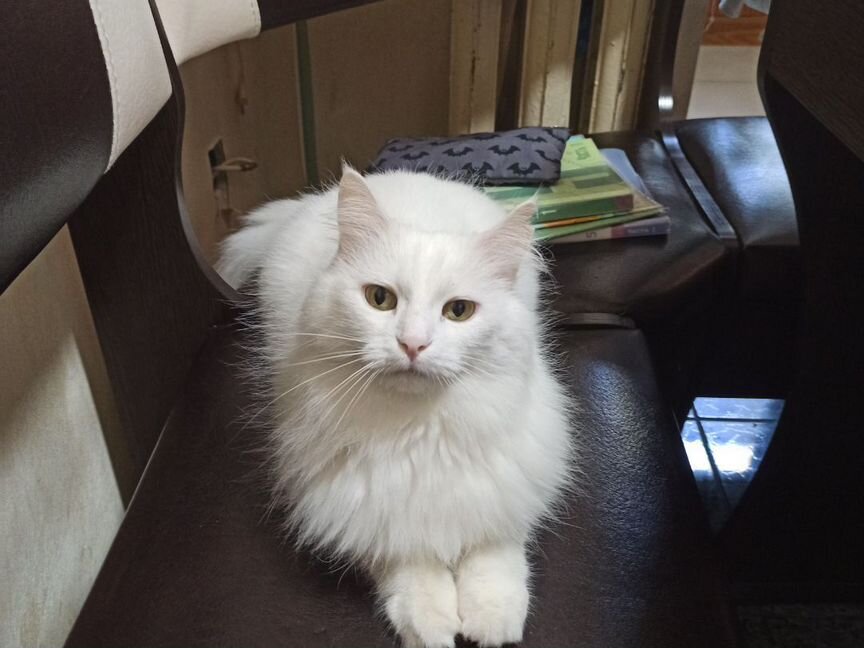 Кошка в добрые руки
