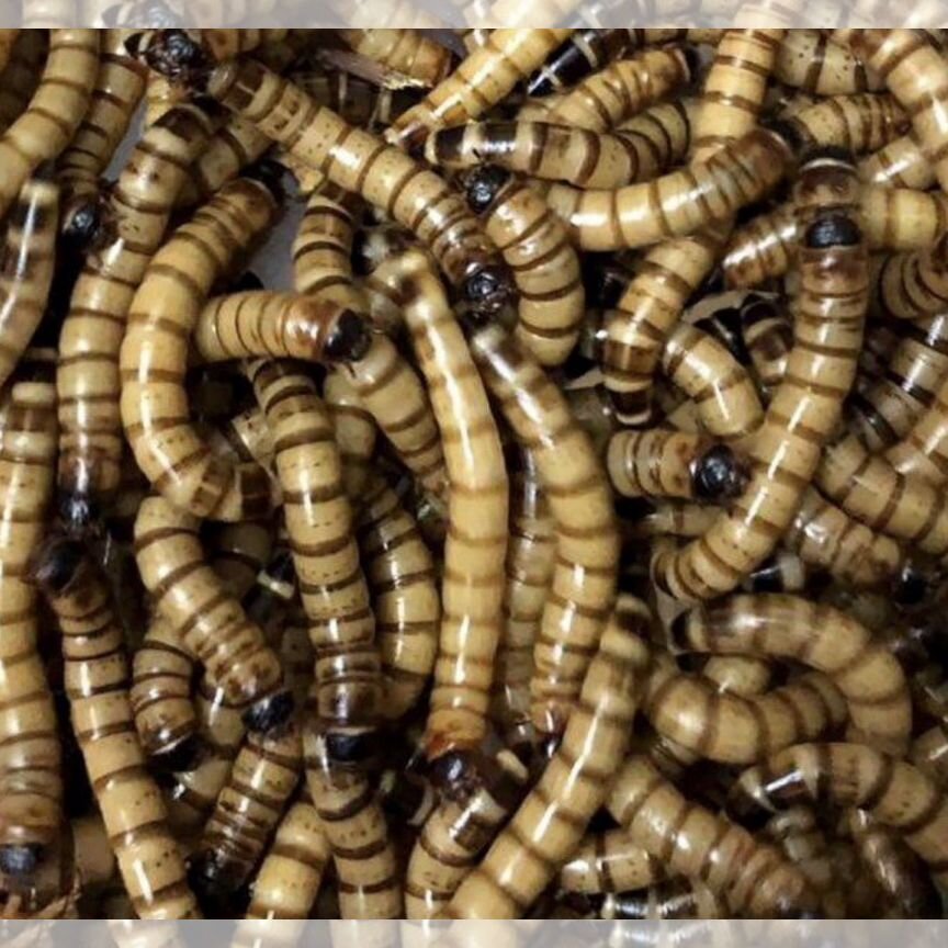 Замороженный зофобас