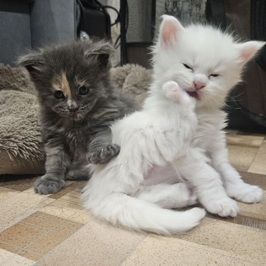 Мейн-кун котёнок