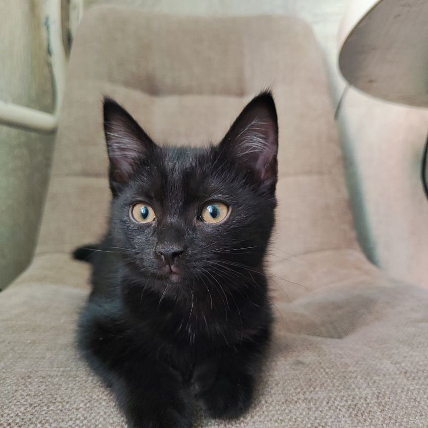 Отдам милых котят