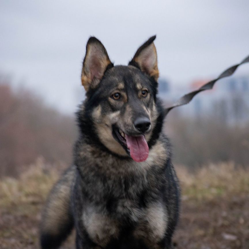 Пароль из приюта "Печатники" очень ищет дом