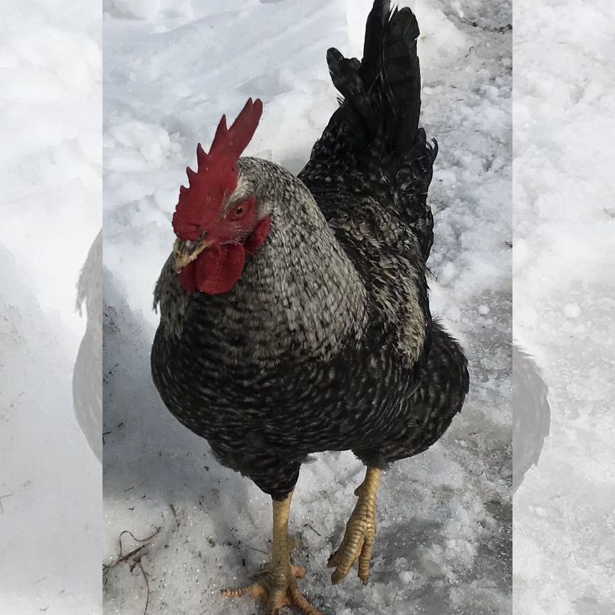 Молодые петухи