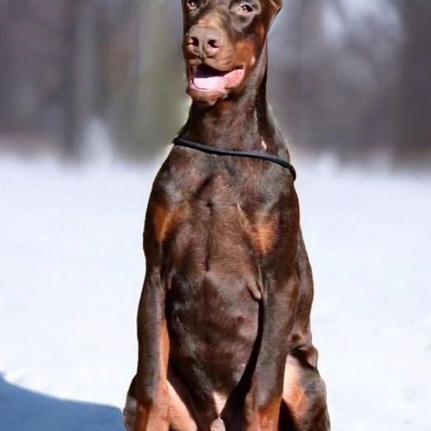 Доберман, щенок