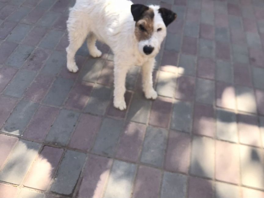 Вязка собак fox терьер