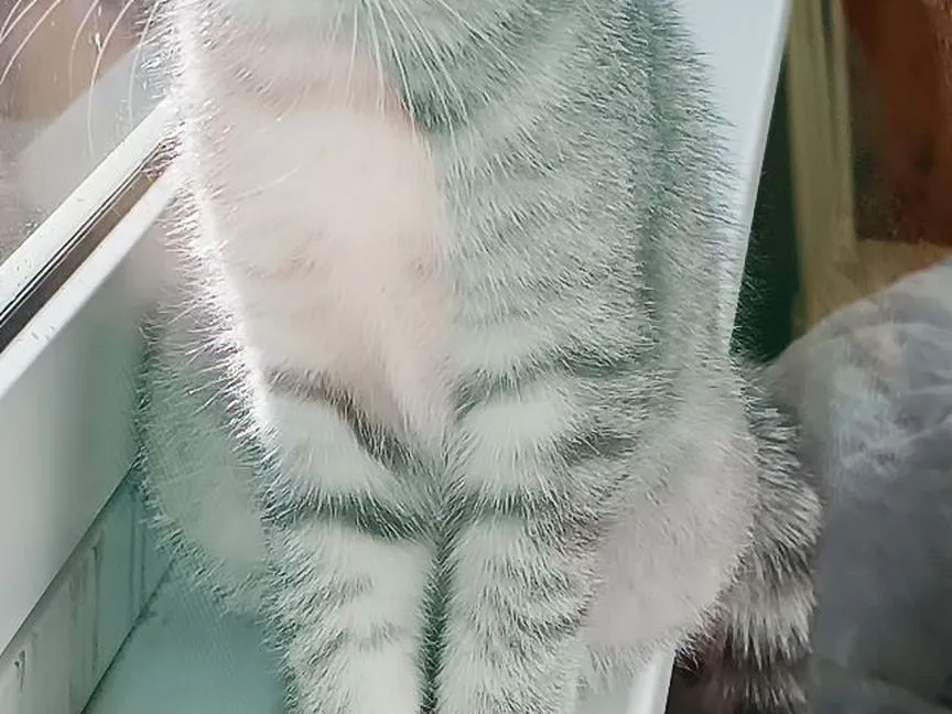 Котёнок девочка