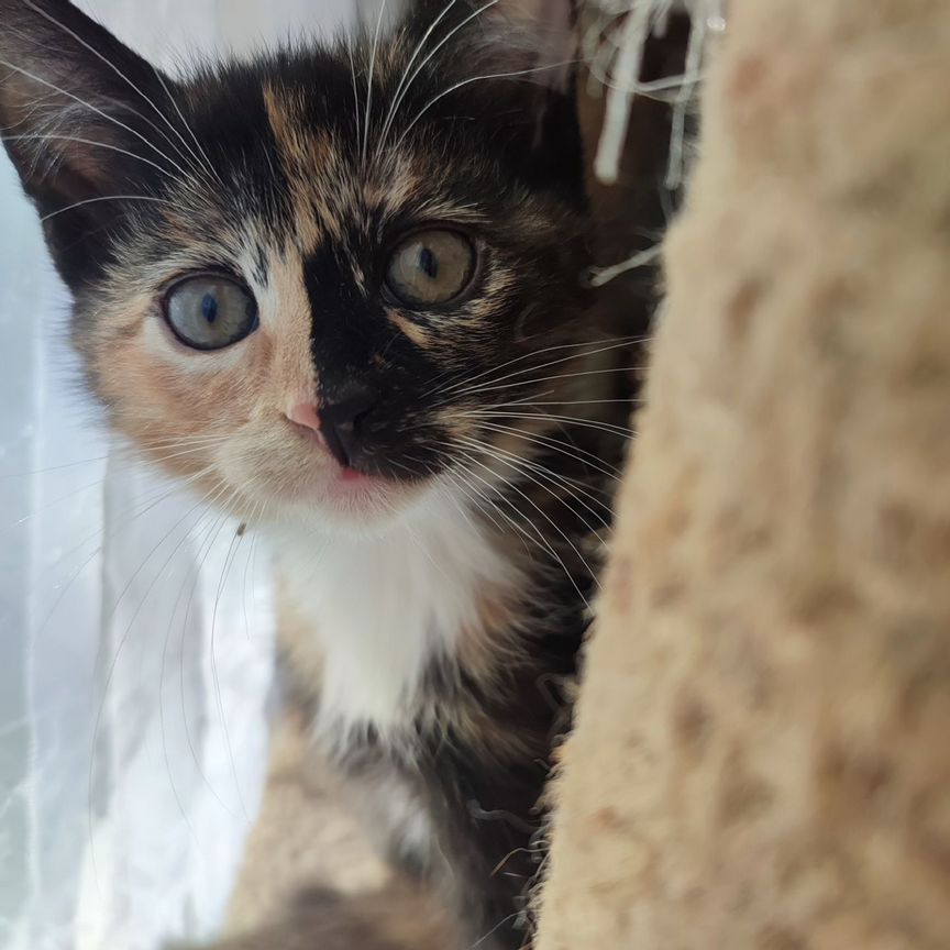 Кошка Майя