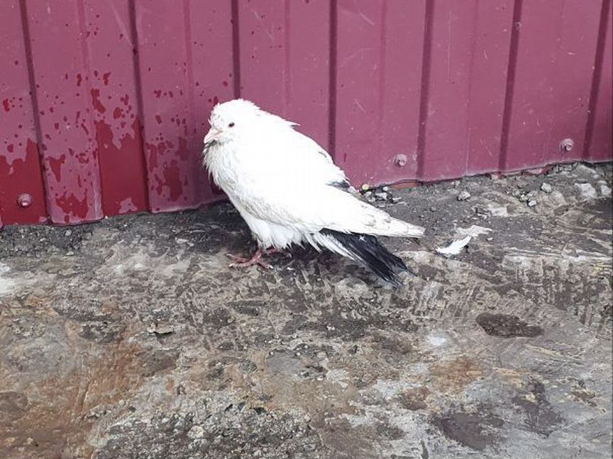 Найден голубь
