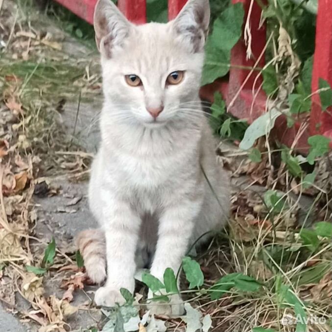 SOS котёнок Кеша на улице в опасности
