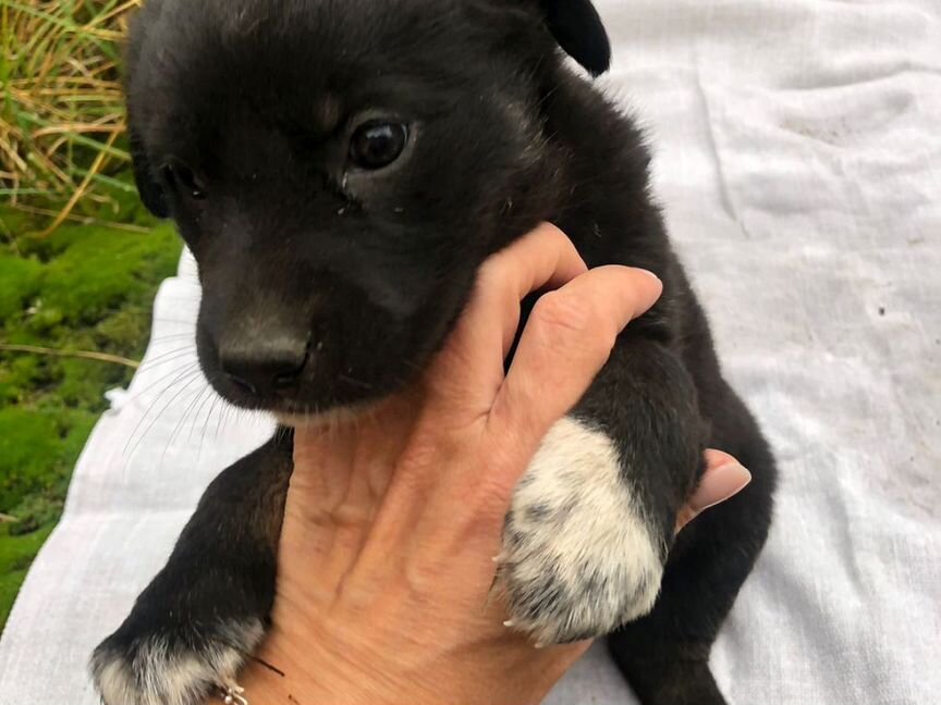 Щенки из приюта, хвостики в добрые руки