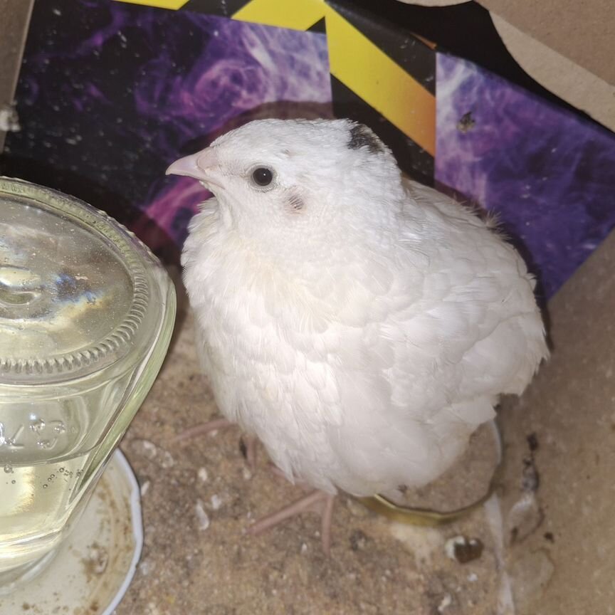 Петушок перепёлки, мальчик Вася)