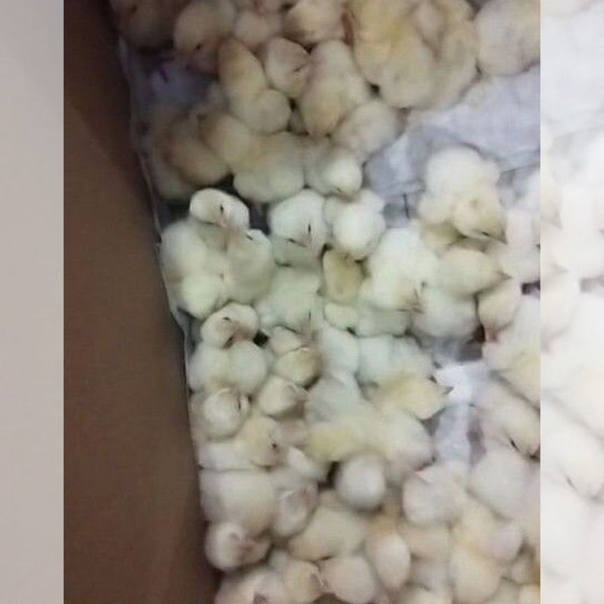 Цыплята бройлеры