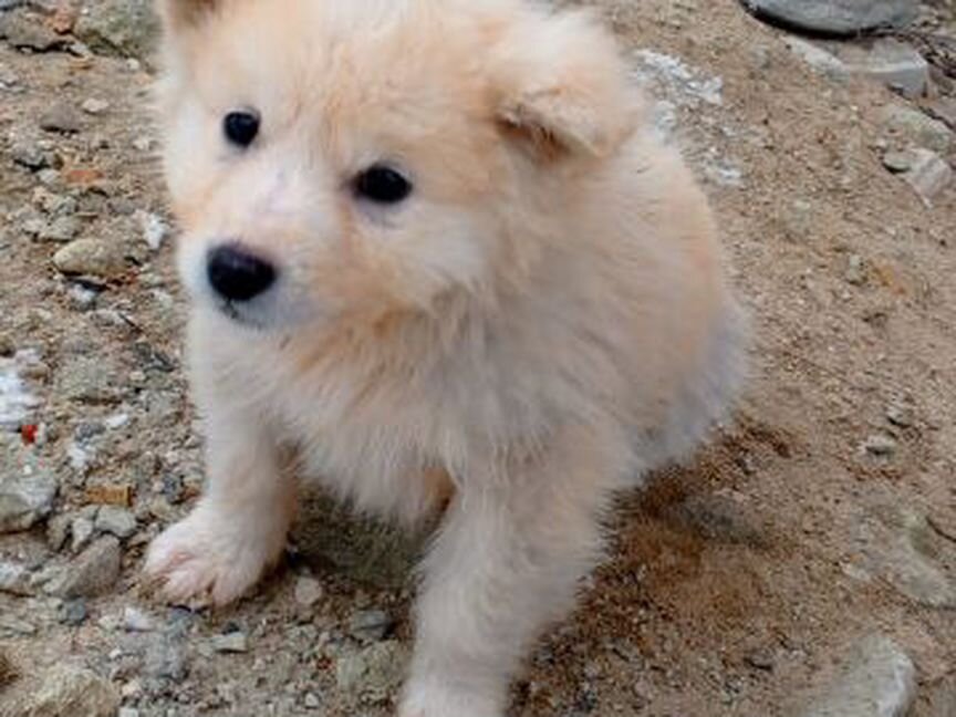 Малыши одни замерзают на улице на дачах