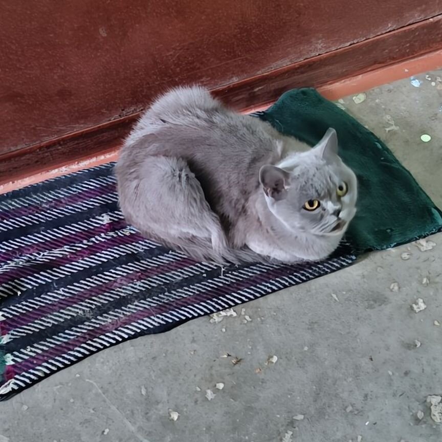 Кот или кошечка