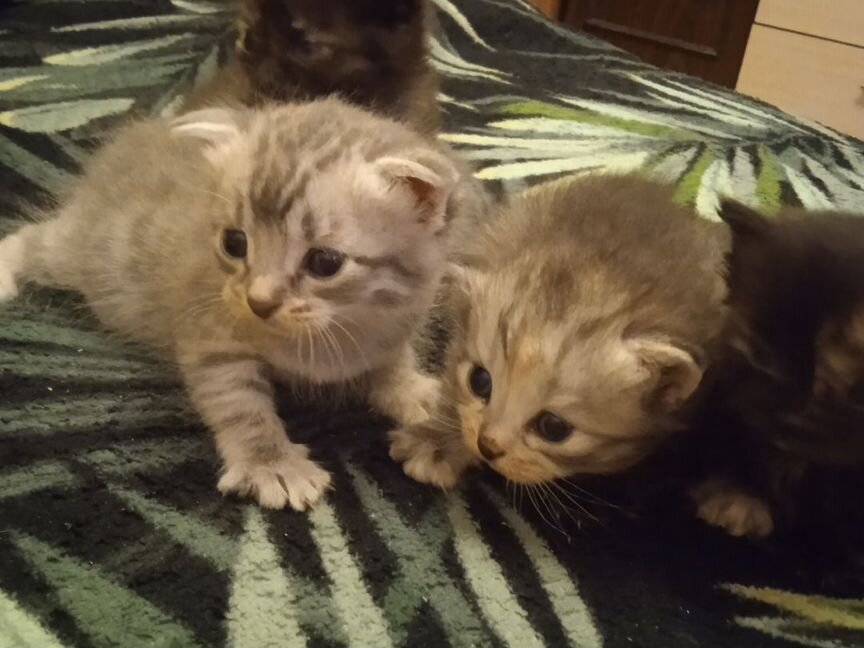 Шотландская вислоухая кошка